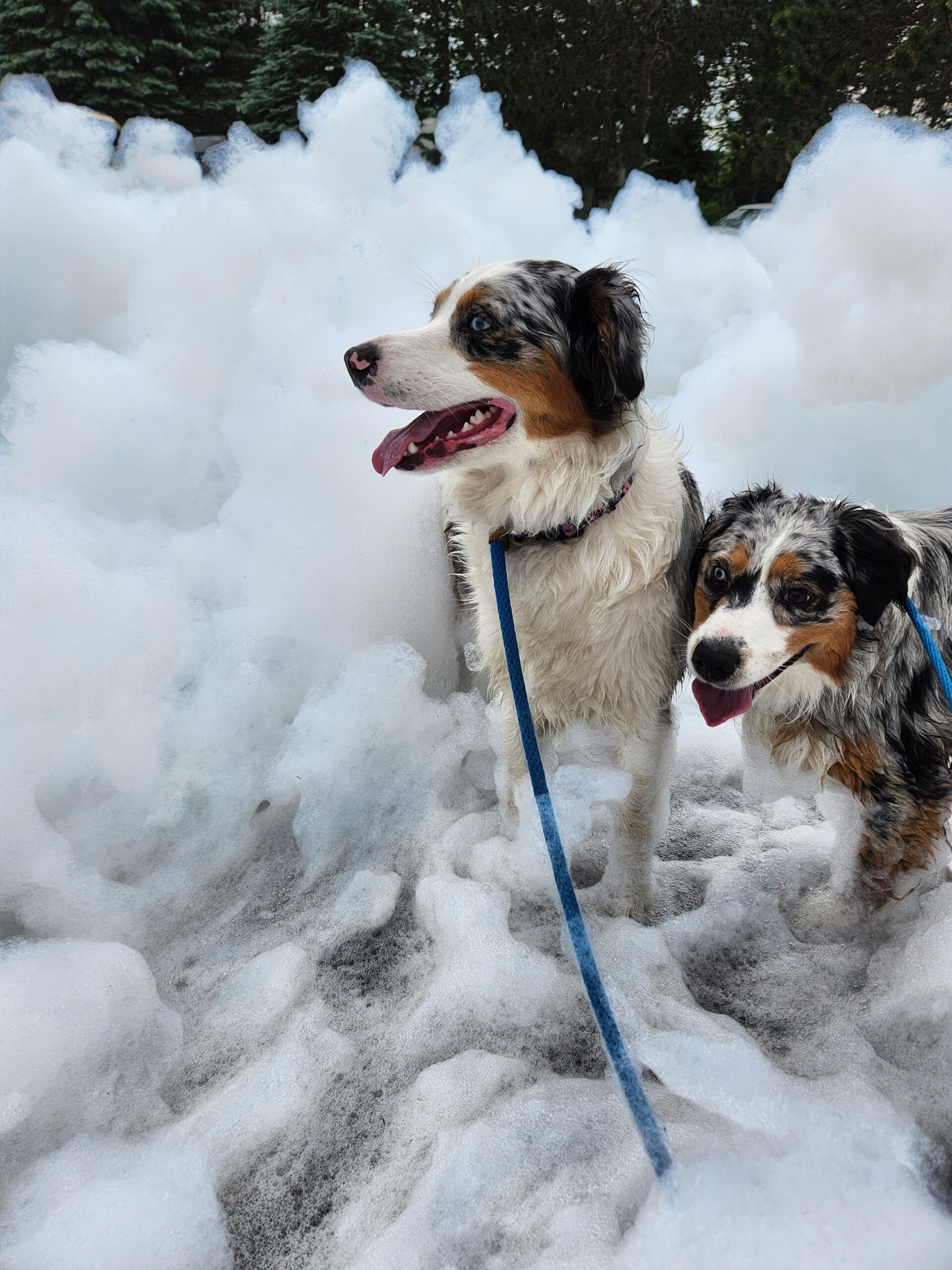 Impulse Control for Dogs | Training Guide for Puppies