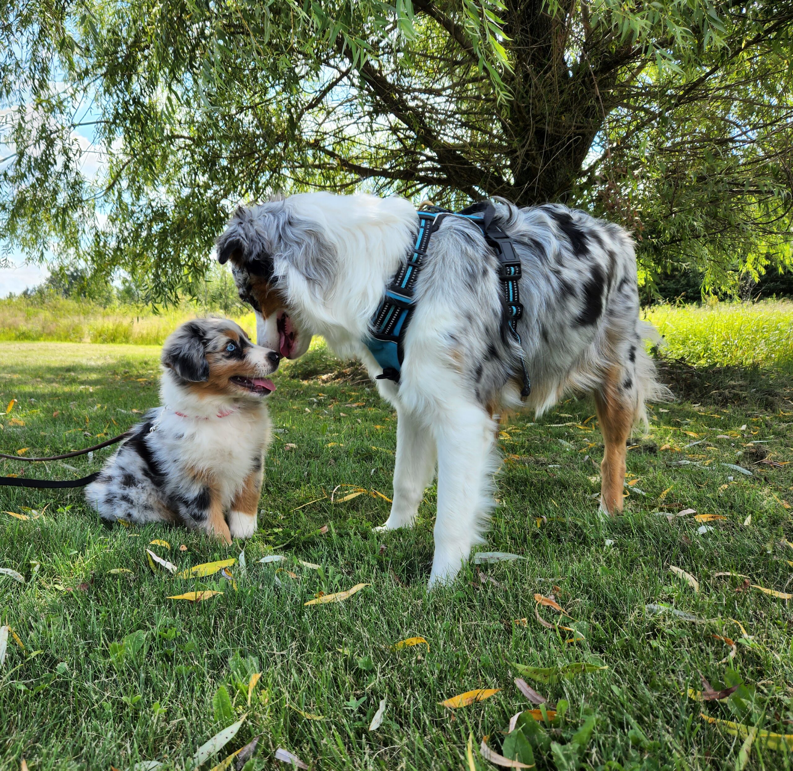 Polite Puppy Greetings and Manners